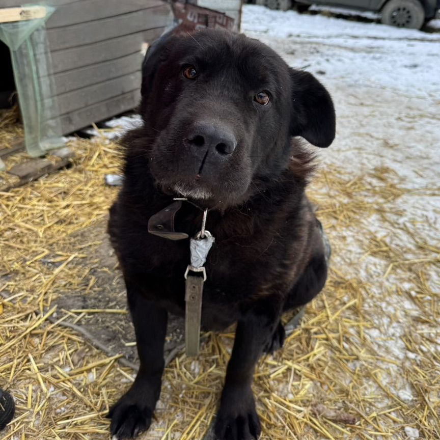 Взрослая собака в добрые руки