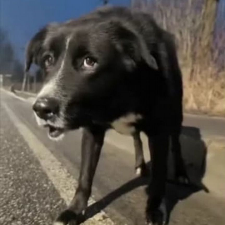 Взрослая собака в добрые руки