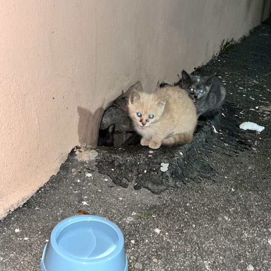 Котенок в добрые руки