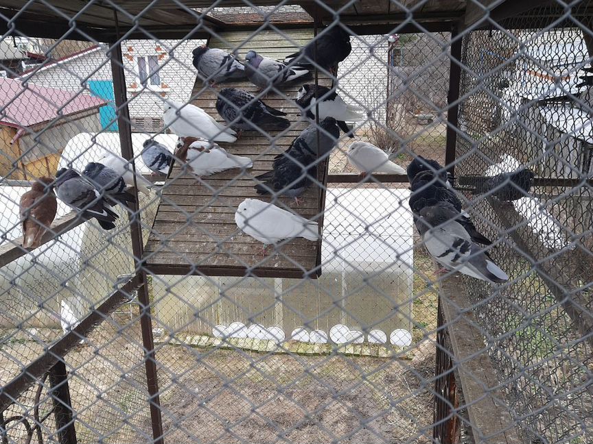 Продажа сербских голубей