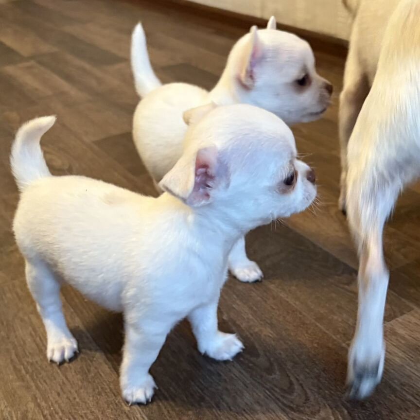 Чихуахуа, щенок