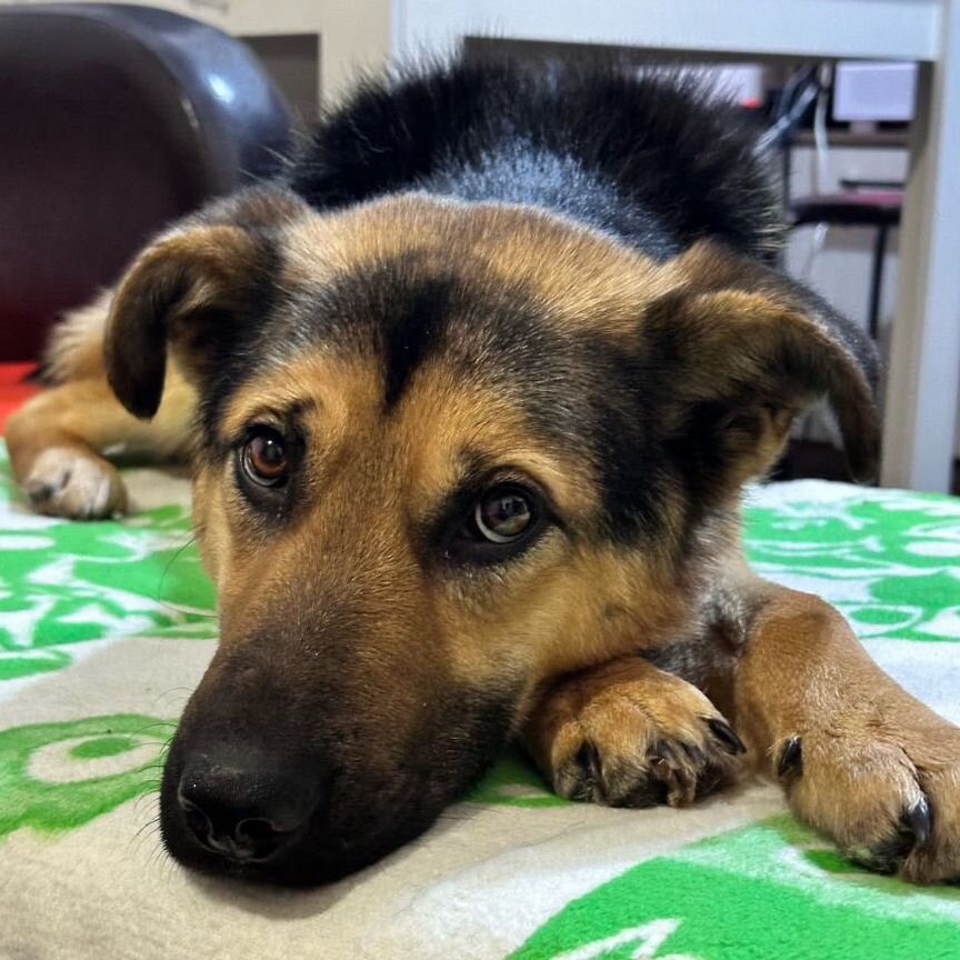 Взрослая собака в добрые руки