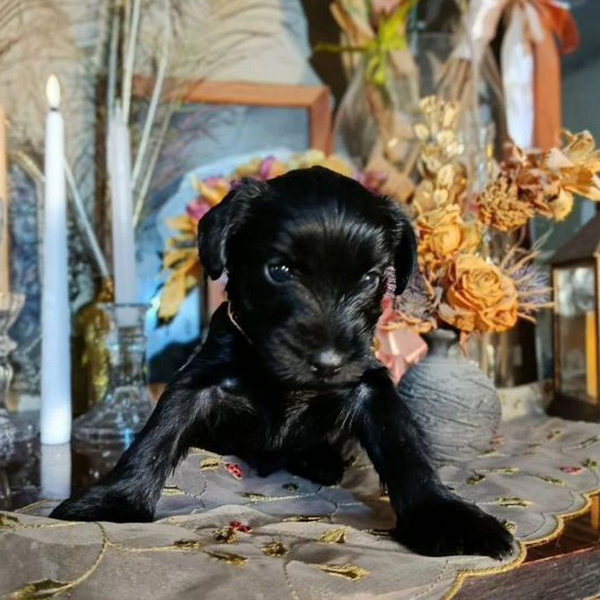 Миттельшнауцер, щенок