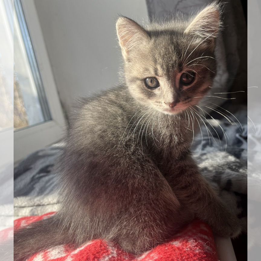 Котёнок в добрые руки