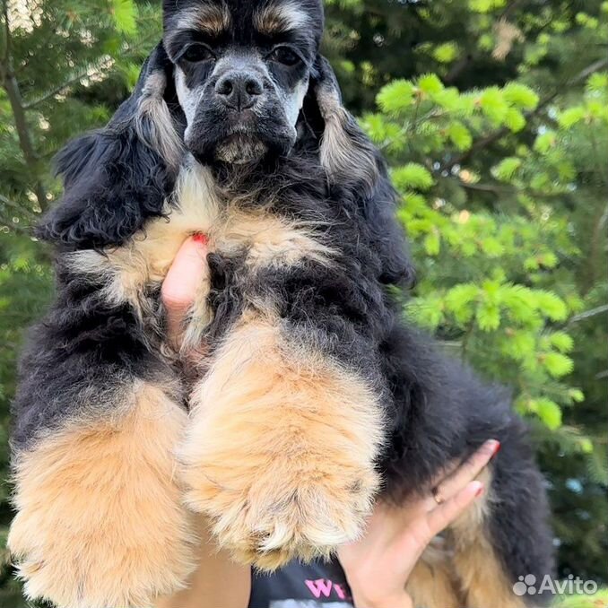 Американский кокер спаниэль девочка