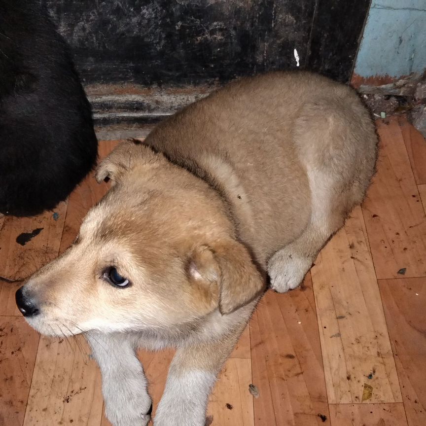 Оддм в добрые руки щнят млилые ласковые дворняги