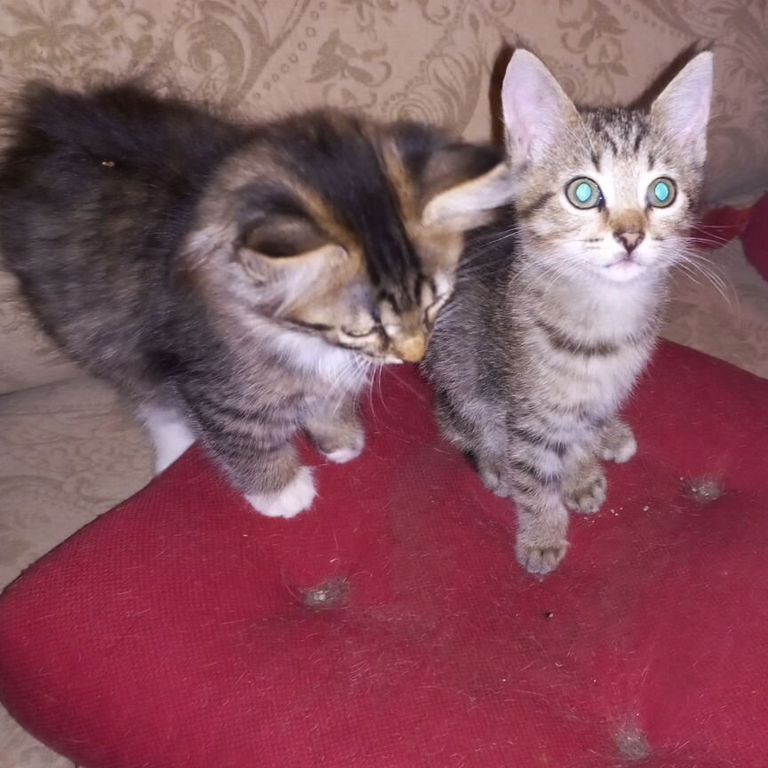 Котята в добрые руки бесплатно
