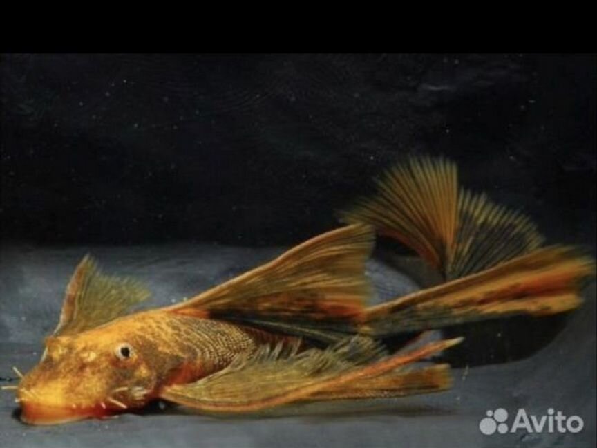 LDA 016 анциструс взрослый самец