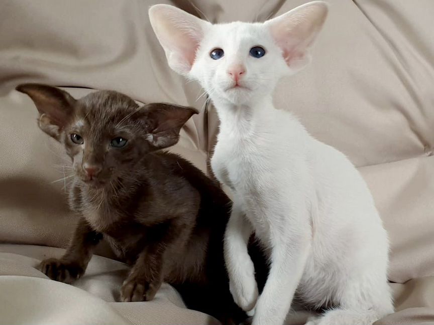 Ориентальные и сиамские котята. Питомник