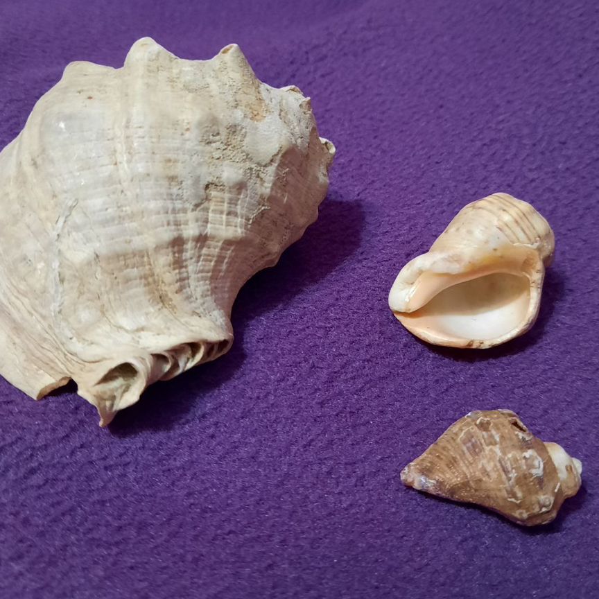 Ракушки рапаны для аквариума