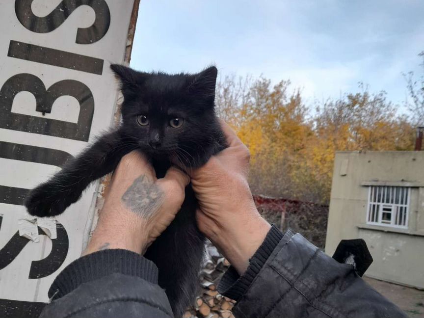 Добрые руки