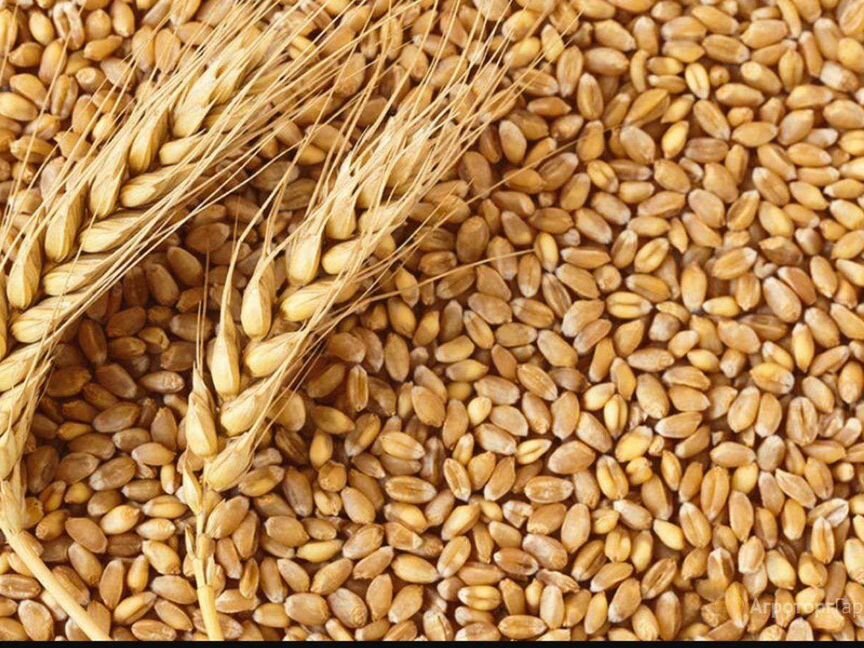Зерно пшеница