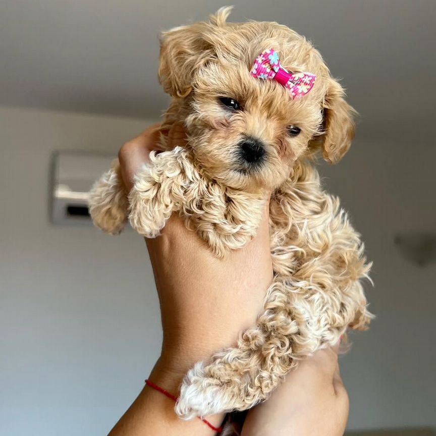 Мальтипу, щенок