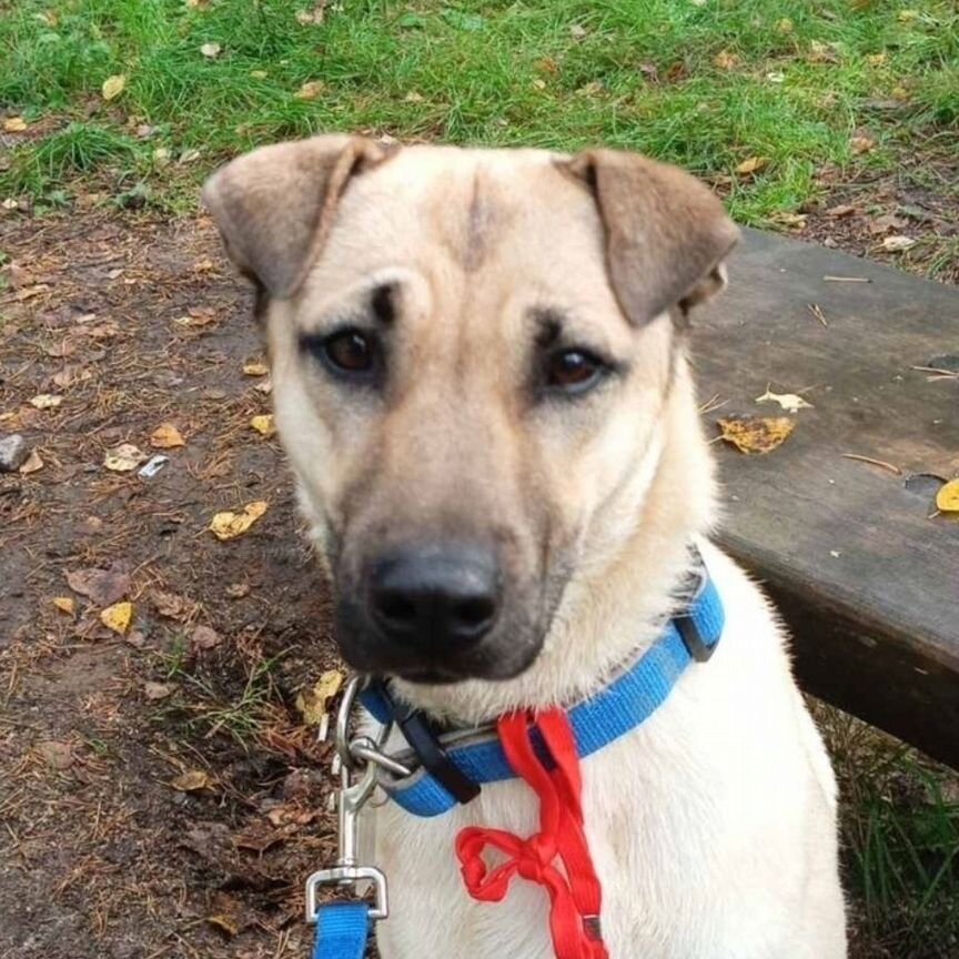 Золотой мальчик