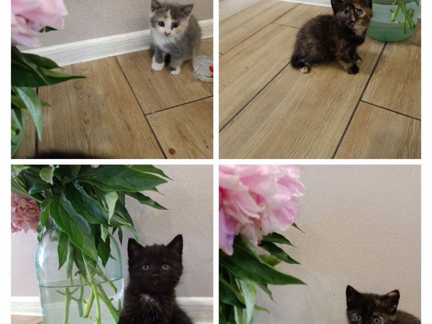 Котята в добрые руки 1 месяц