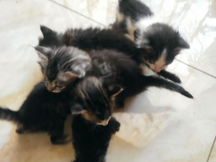 Котята в добрые руки