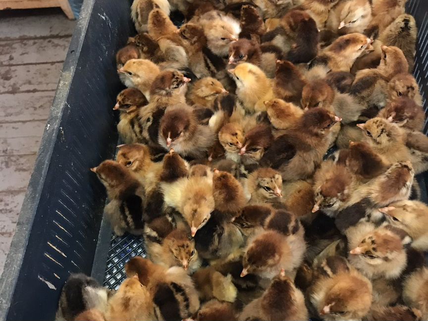 Кученские цыплята на 2024 год