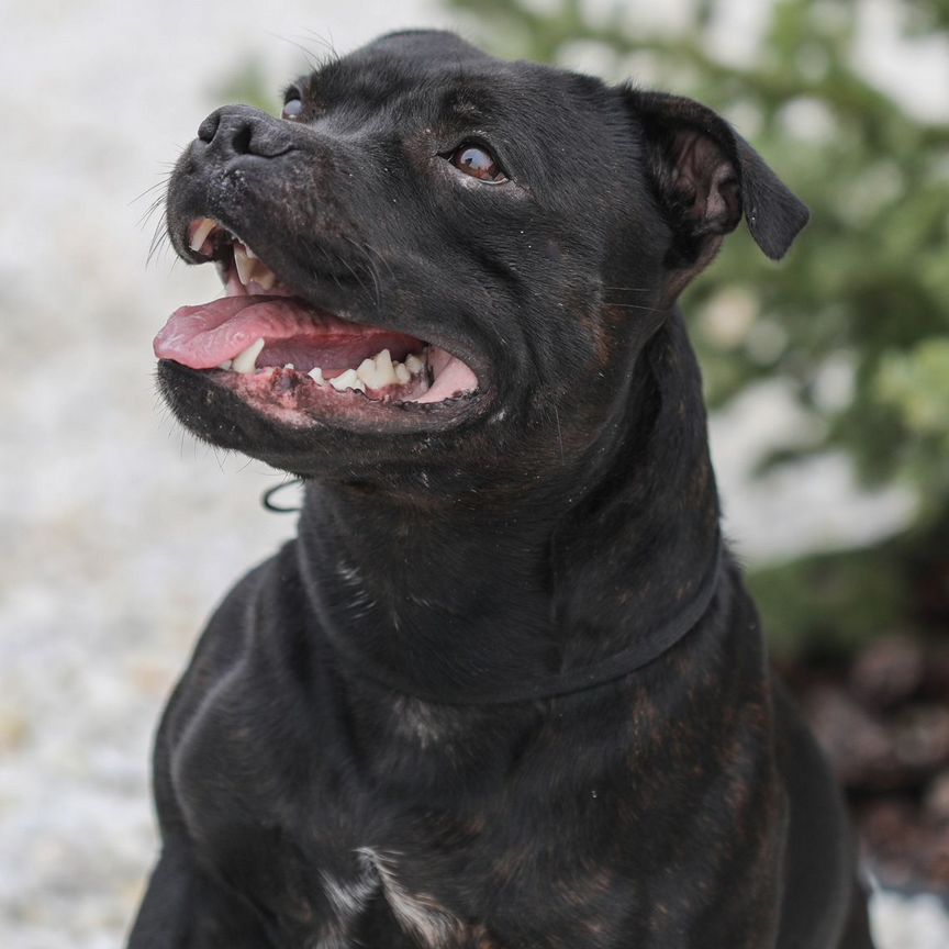 Стаффордширский бультерьер, 2 года