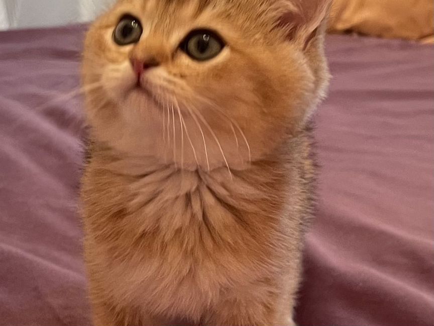 Продается котик золотая шиншилла
