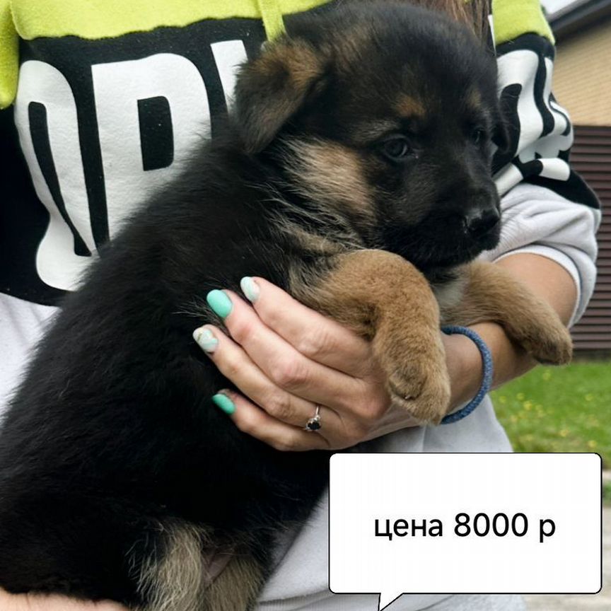 Щенок в добрые руки