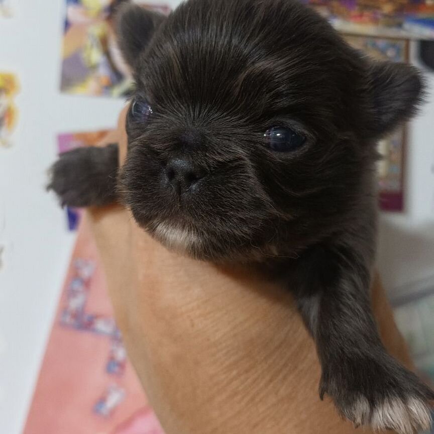 Щенки чихуахуа мини микро