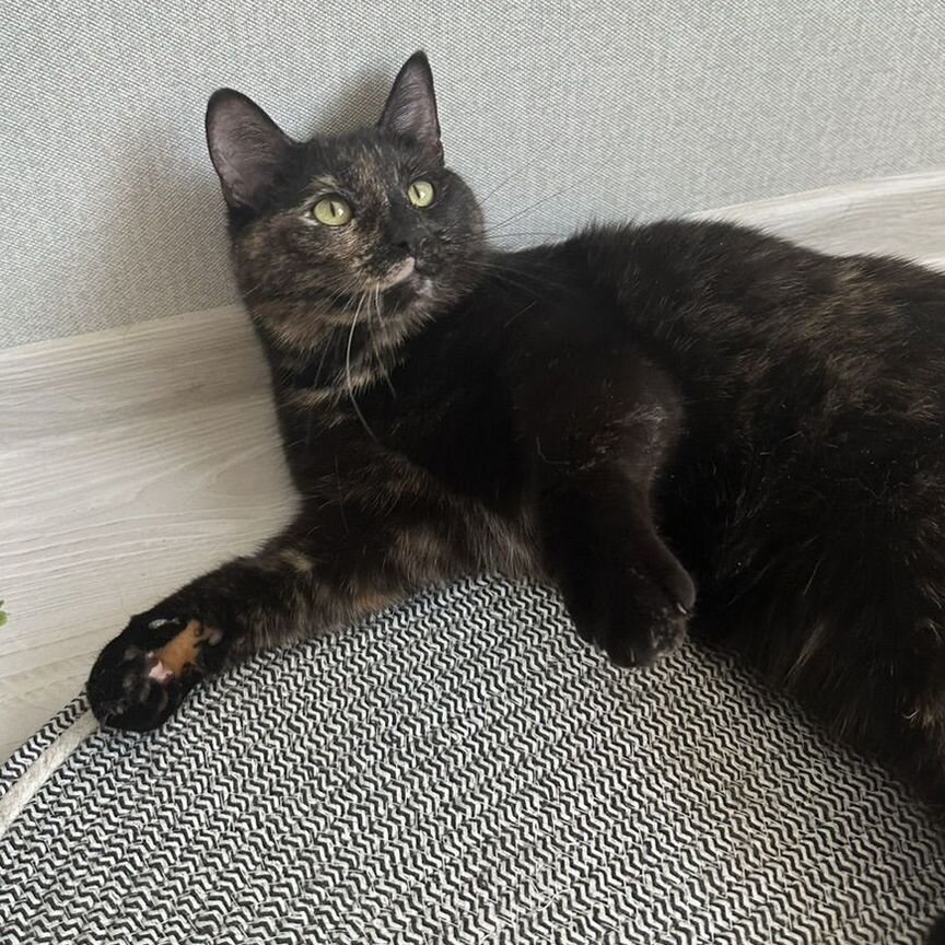 Взрослая, кошка в добрые руки