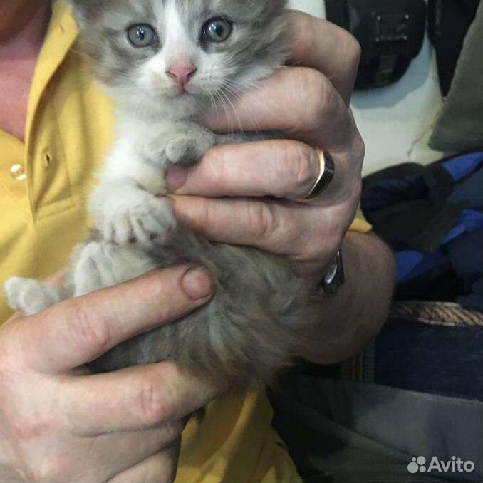 Котенок 2 мес. смешной мальчик. ищет дом