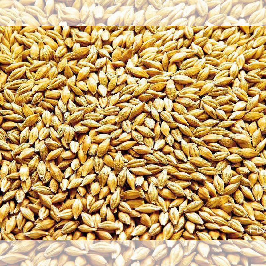 Продается ячмень и кукуруза урожай 24г