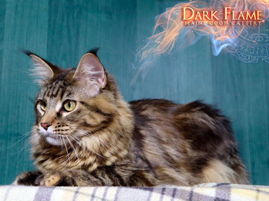 Девочка-подросток Мейн Кун