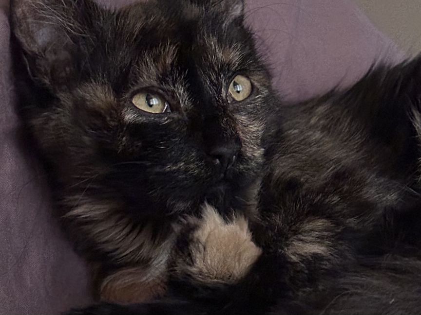 Котенок в добрые руки