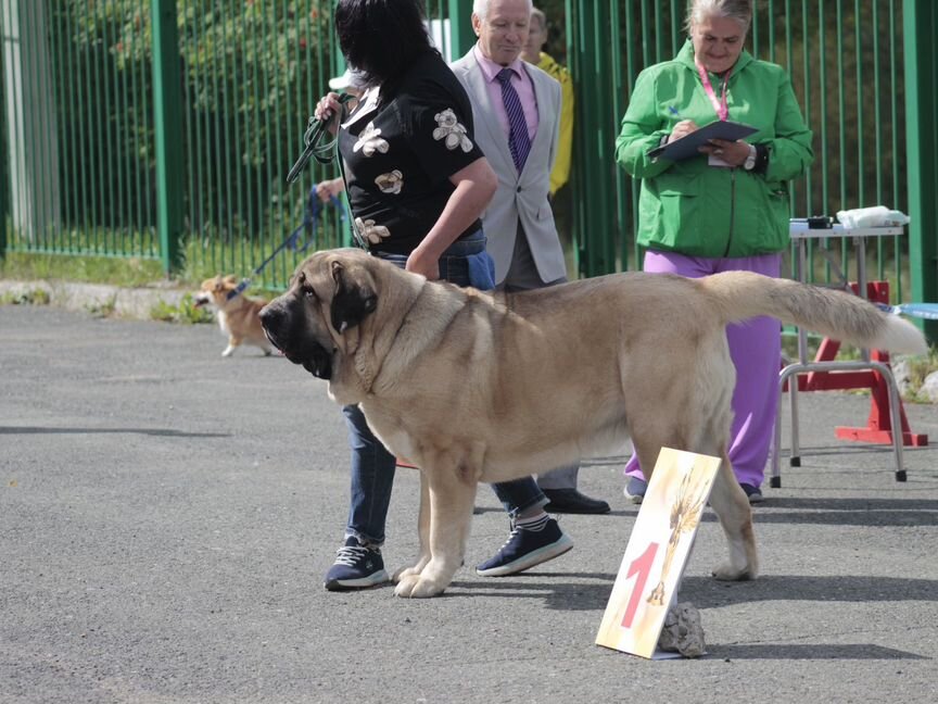 Вязка Испанский мастиф