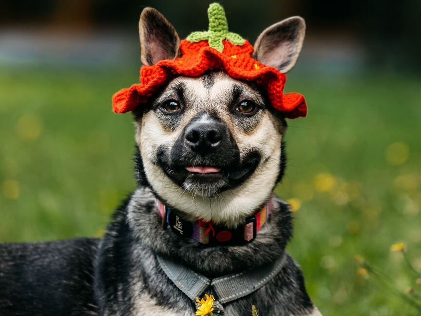 Небольшая собака в добрые руки