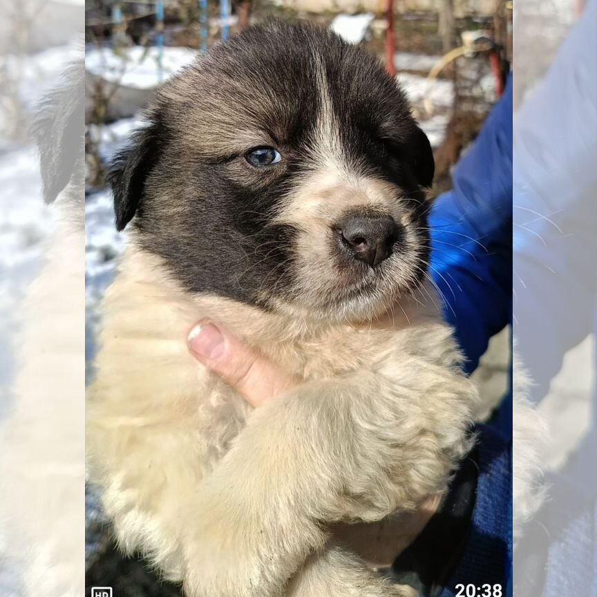 Щенки