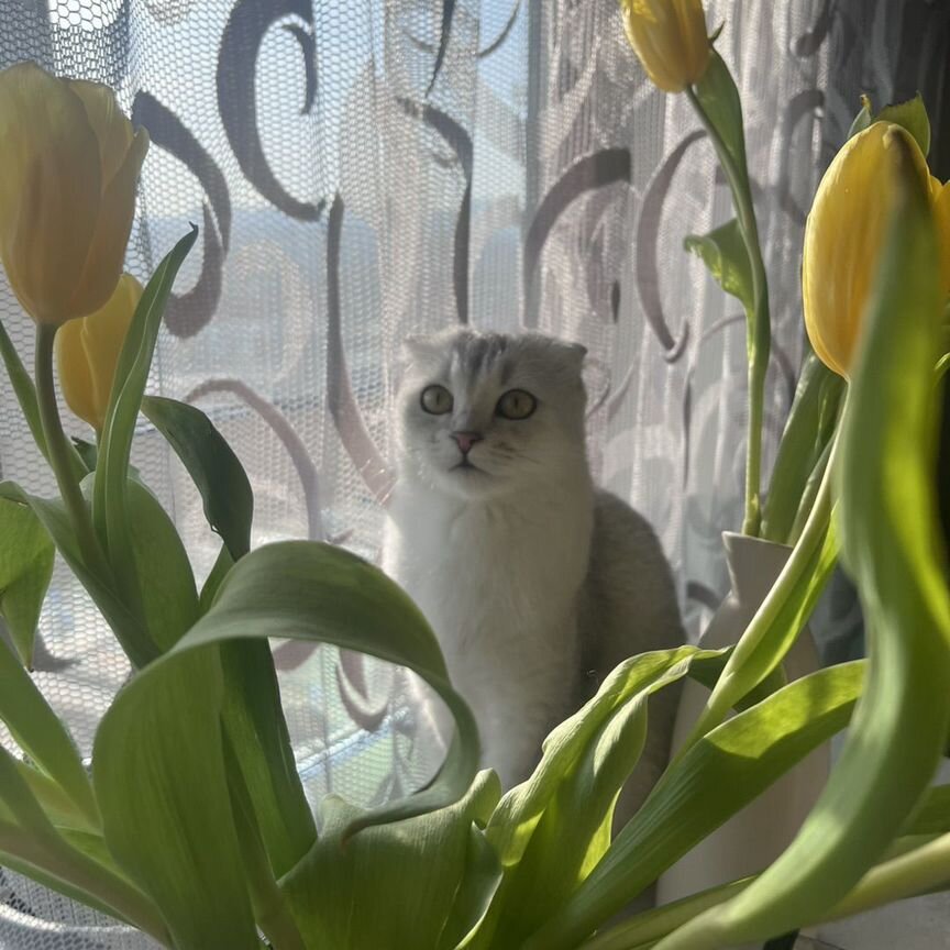 Кошечка на вязку