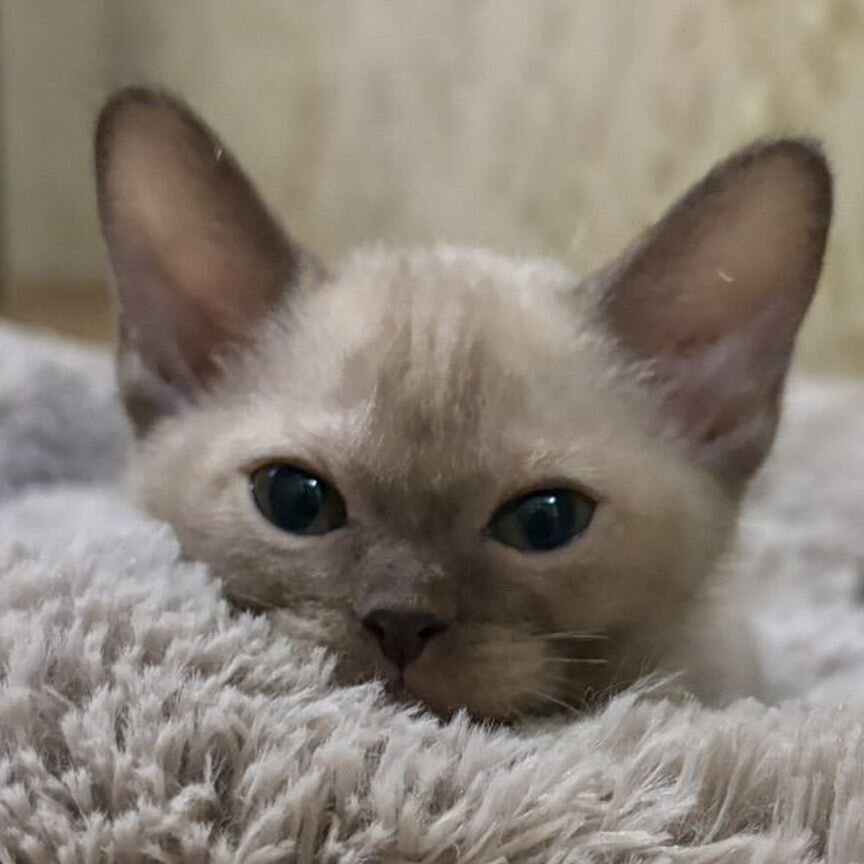 Европейский бурманский котёнок