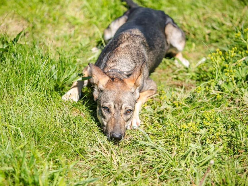 Маленькая собака Лайма в добрые руки