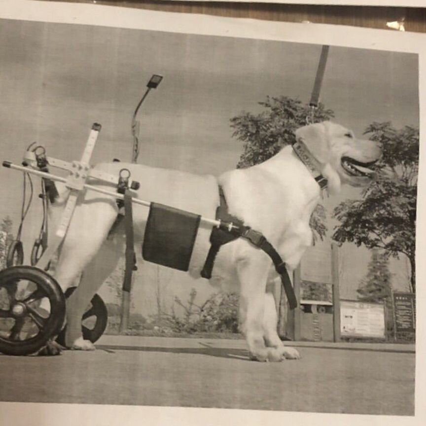 Инвалидная коляска для собак