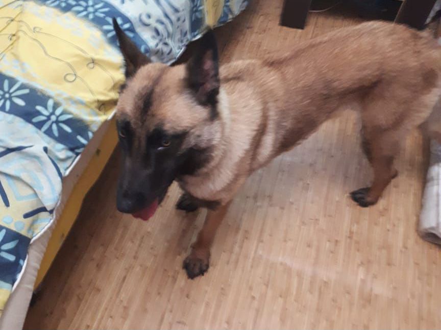 Бельгийская овчарка малинуа вязка