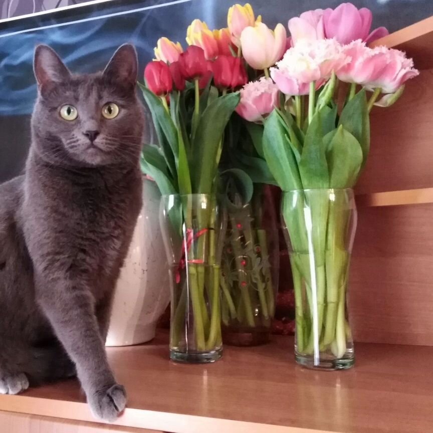 Русская голубая кошка