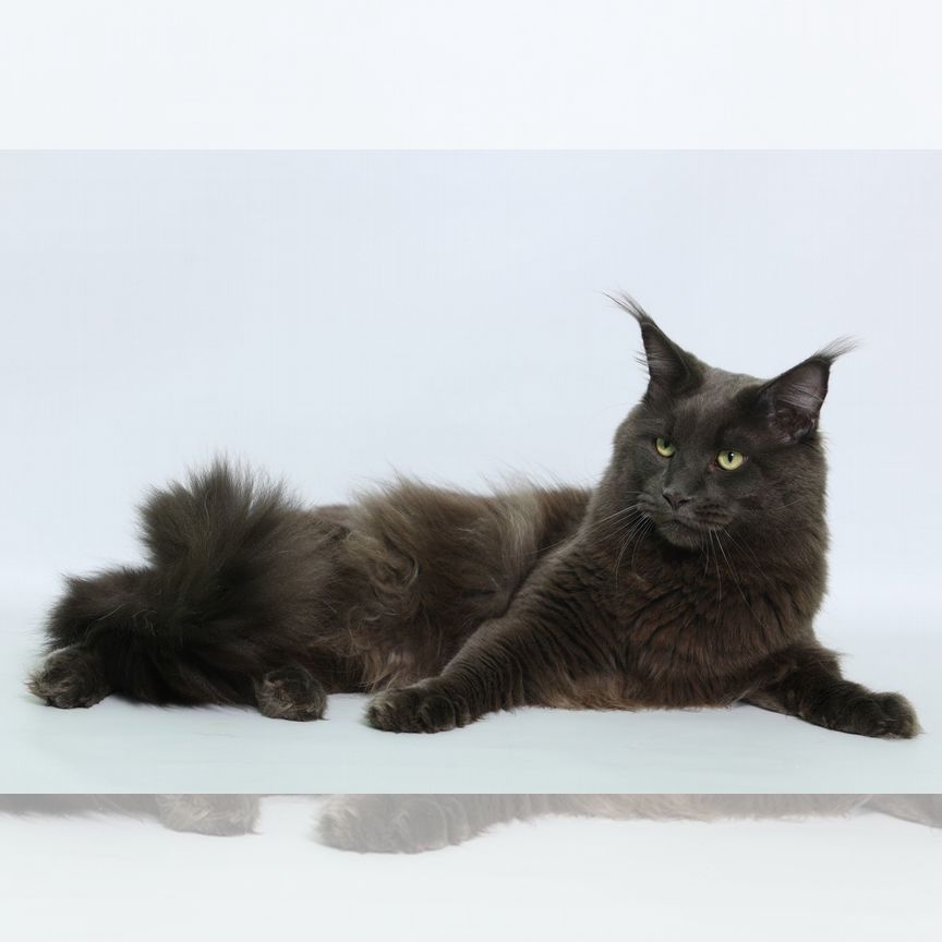 Мейн-кун котёнок