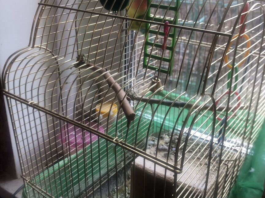Попугай неразлучник с клеткой отдам в добрые руки