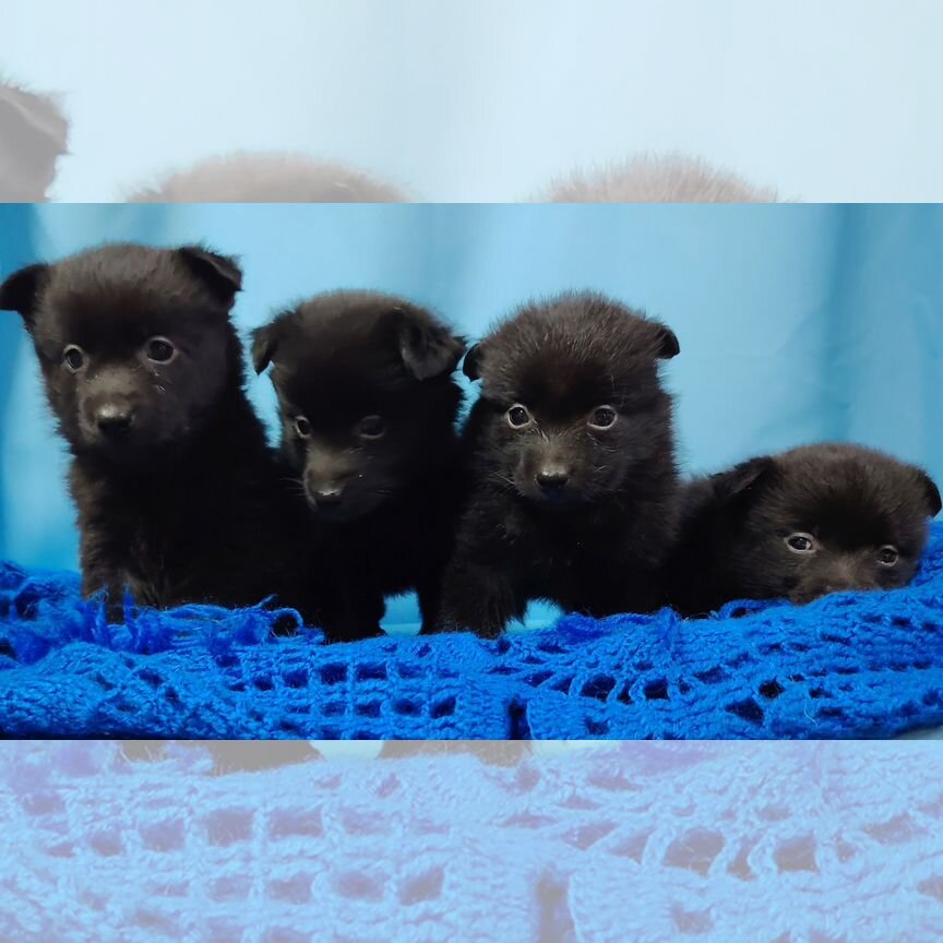 Схипперке, щенок