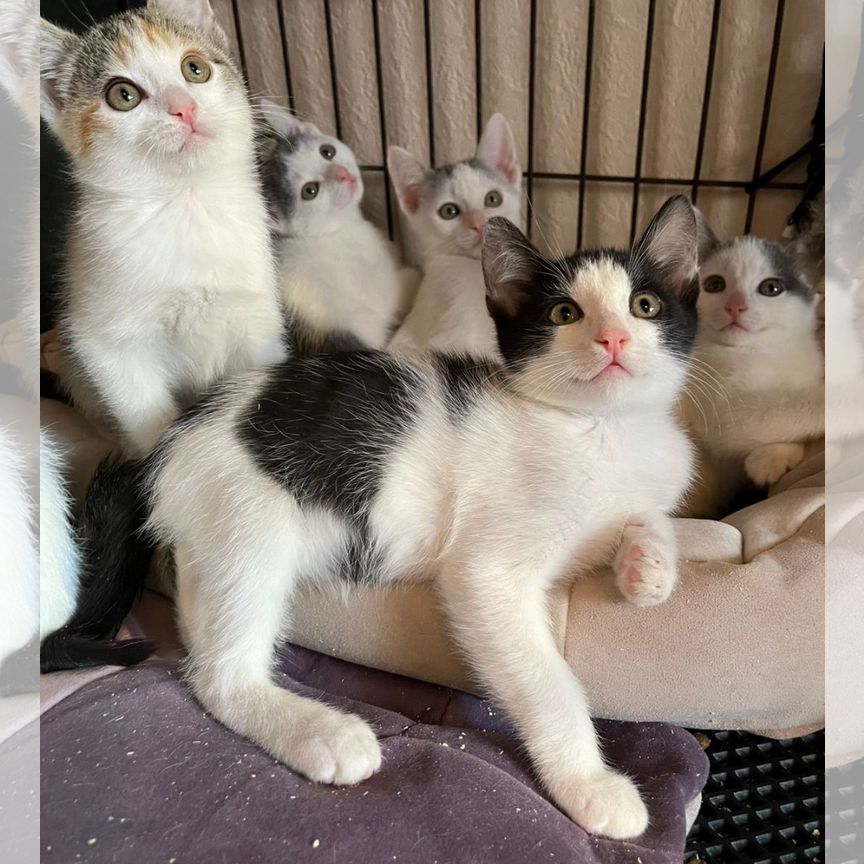 Отдадим котят