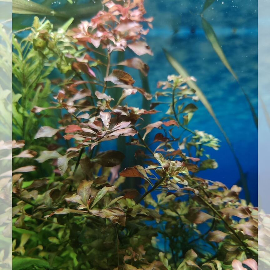 Аквариумные растения прополка