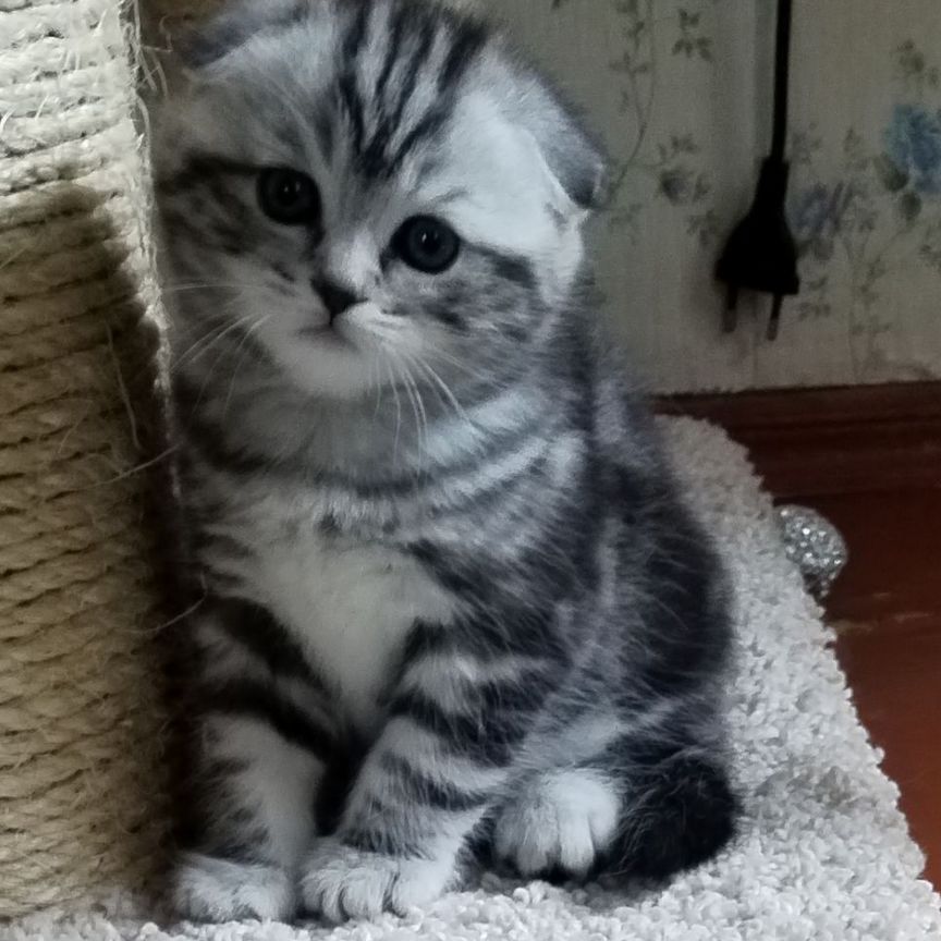 Шотландский вислоухий короткошёрстный котёнок