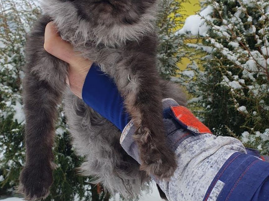 Мейн-кун