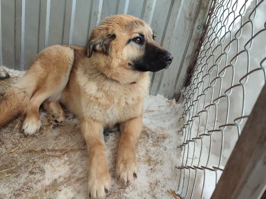 Очень хорошая собака, метис