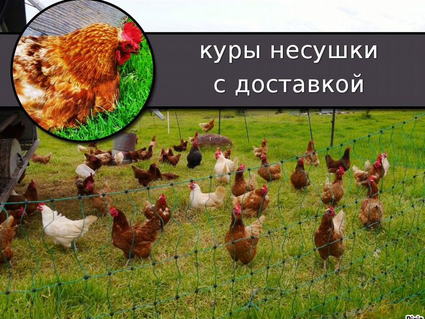 Куры несушки фермерские