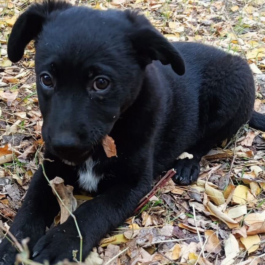 Щенок в добрые руки