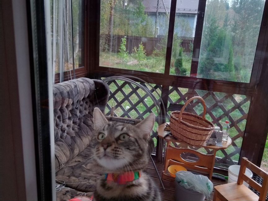 Котёнок очень умный